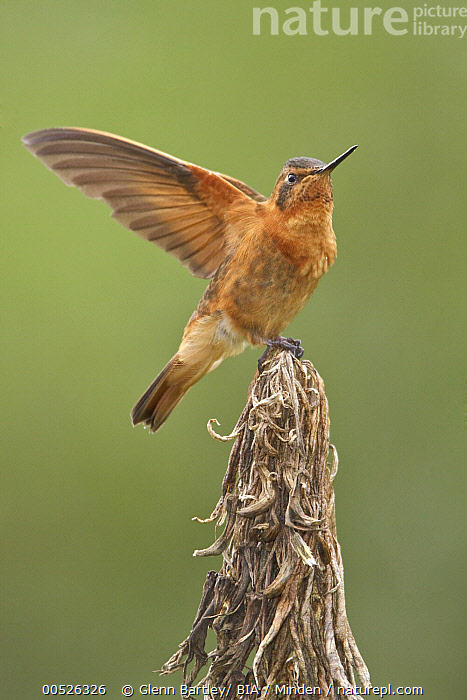 Stock photo of Shining Sunbeam (Aglaeactis cupripennis), Ecuador ...