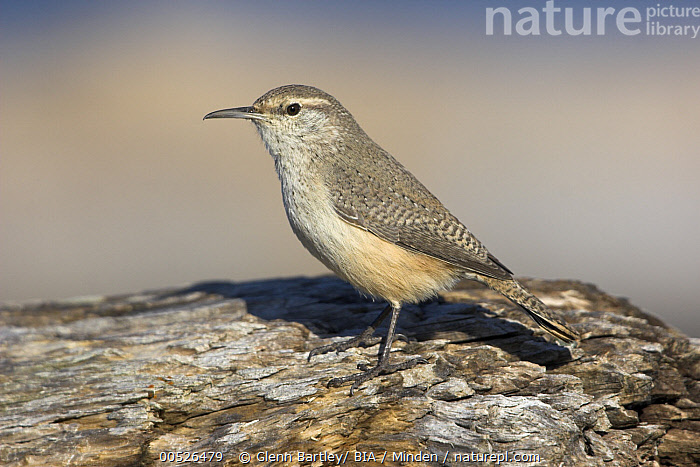 Stock photo of Rock Wren (Salpinctes obsoletus), Alberta, Canada ...