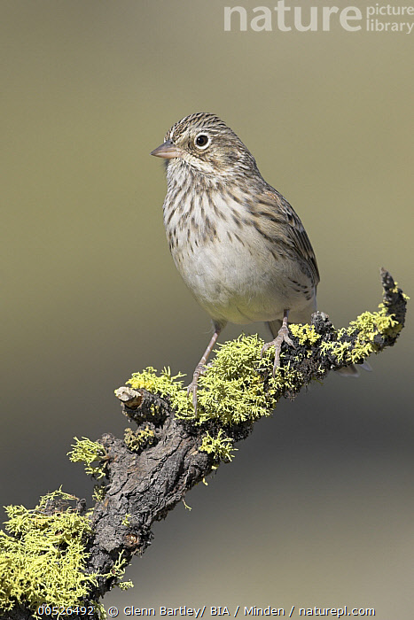 Stock photo of Vesper Sparrow (Pooecetes gramineus), Oregon. Available ...