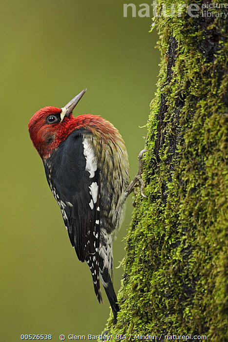 Stock photo of Red-breasted Sapsucker (Sphyrapicus ruber), British ...