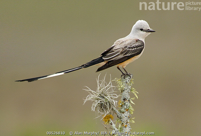 Stock photo of Scissor-tailed Flycatcher (Tyrannus forficatus) male ...