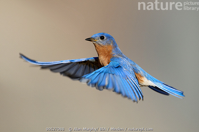Bluebird In Flight