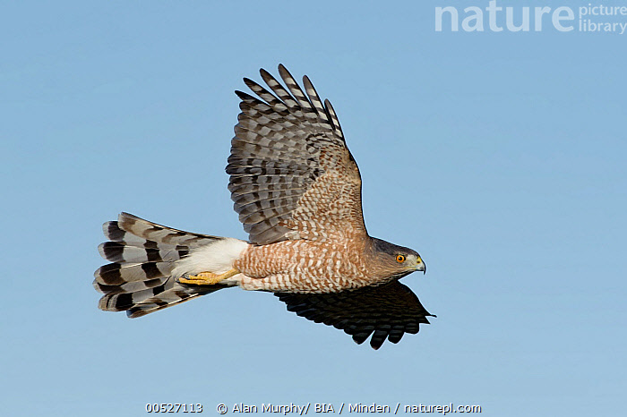 Stock photo of Cooper's Hawk (Accipiter cooperii), Texas. Available for ...