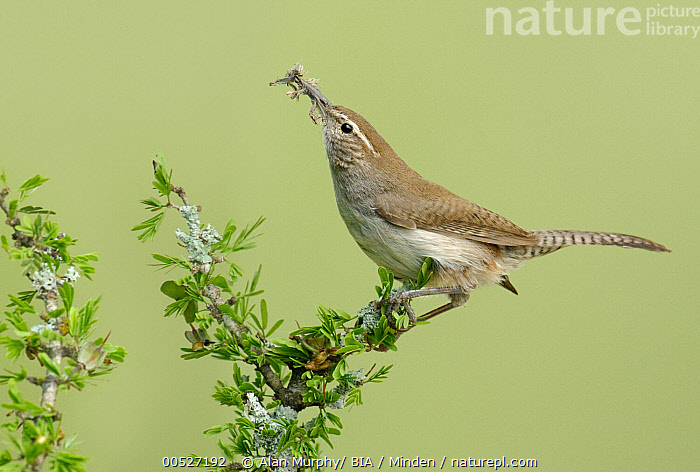 Stock photo of Bewick's Wren (Thryomanes bewickii), Texas. Available ...