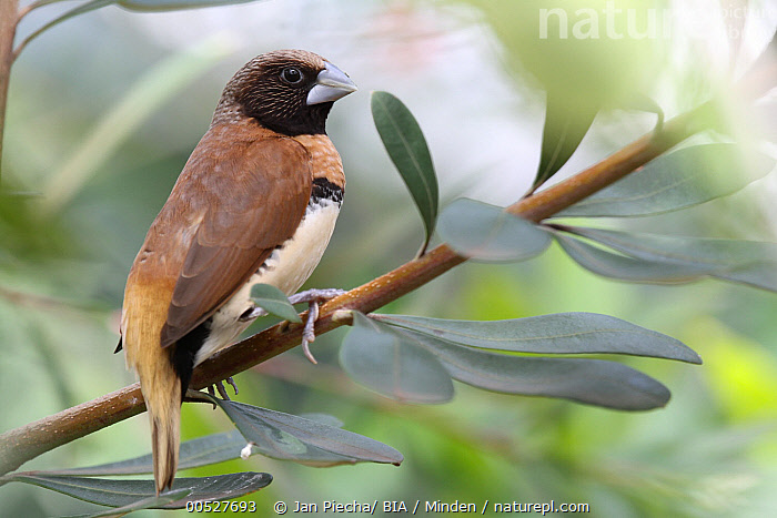 Stock photo of Chestnut-breasted Munia (Lonchura castaneothorax), New ...