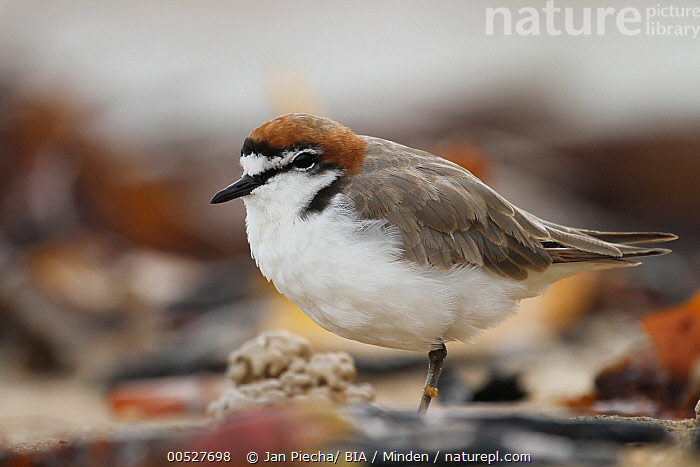 Stock photo of Red-capped Plover (Charadrius ruficapillus), Queensland ...