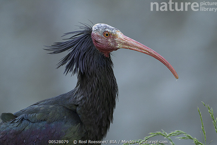 Stock photo of Waldrapp (Geronticus eremita), Tyrol, Austria. Available ...