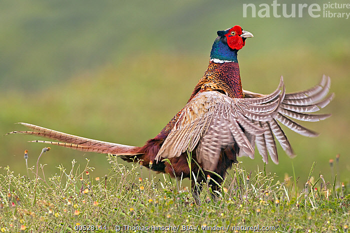 Stock photo of Ring-necked Pheasant (Phasianus colchicus) male, Texel ...