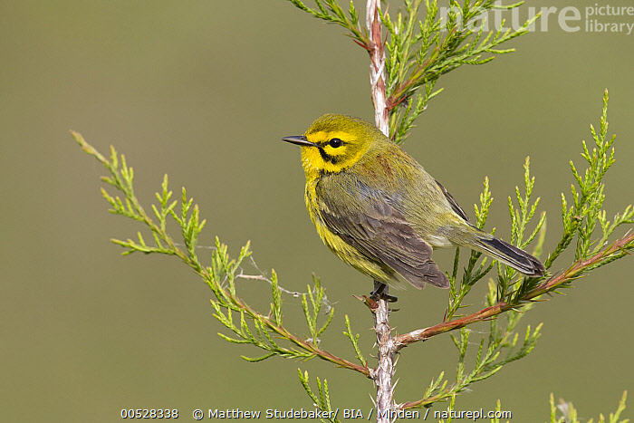 Stock photo of Prairie Warbler (Setophaga discolor) male, Ohio ...