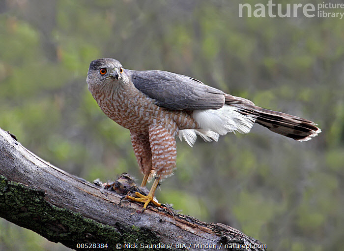 Stock photo of Cooper's Hawk (Accipiter cooperii) with prey, Saskatoon ...