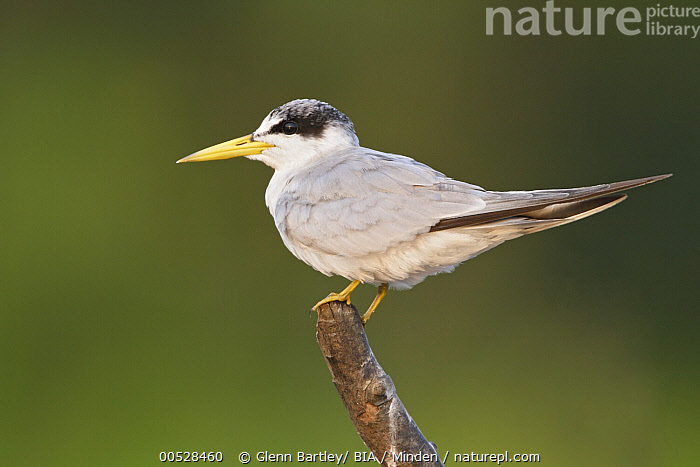 Stock photo of Yellow-billed Tern (Sternula superciliaris), Ecuador ...