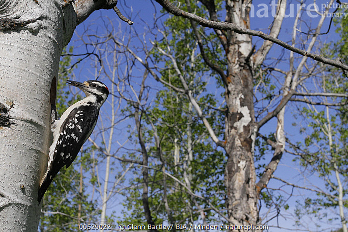 Stock photo of Hairy Woodpecker (Picoides villosus), British Columbia ...