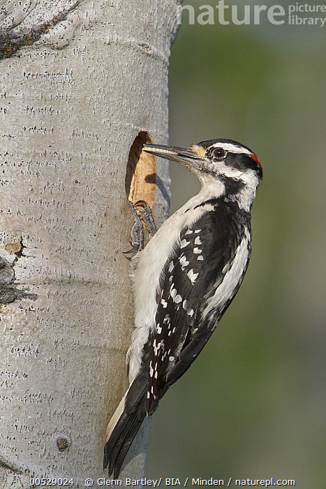Stock photo of Hairy Woodpecker (Picoides villosus) male, British ...