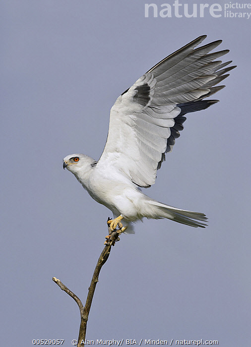 Stock photo of White-tailed Kite (Elanus leucurus), Texas. Available ...