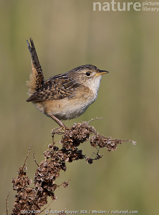 Stock photo of Sedge Wren (Cistothorus platensis), North Dakota ...