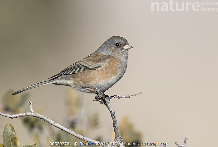 Stock photo of Pink-sided Junco (Junco hyemalis mearnsi), New Mexico ...