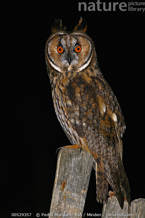Stock photo of Long-eared Owl (Asio otus), Vila Franca de Xira ...