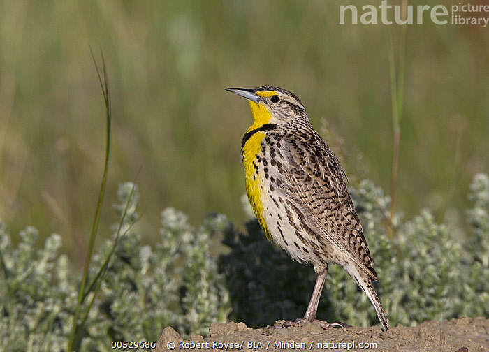 Stock photo of Western Meadowlark (Sturnella neglecta), Montana ...