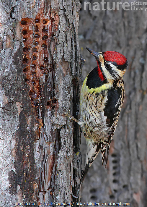 Stock photo of Yellow-bellied Sapsucker (Sphyrapicus varius) visiting ...