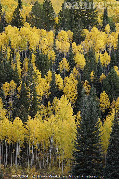 Stock photo of Quaking Aspen (Populus tremuloides) trees in mixed deciduous and…. Available for ...