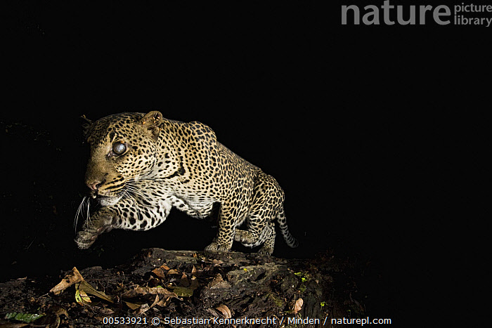 Stock photo of Leopard (Panthera pardus) male with Fire Ant (Solenopsis ...
