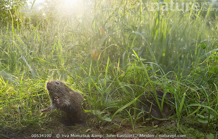 Stock photo of Prairie Vole (Microtus ochrogaster) in prairie in summer ...