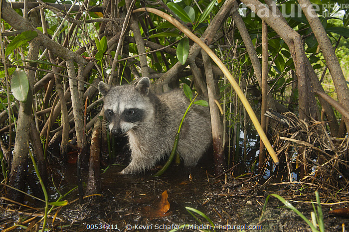 Stock photo of Pygmy Raccoon (Procyon pygmaeus) foraging in mangroves ...
