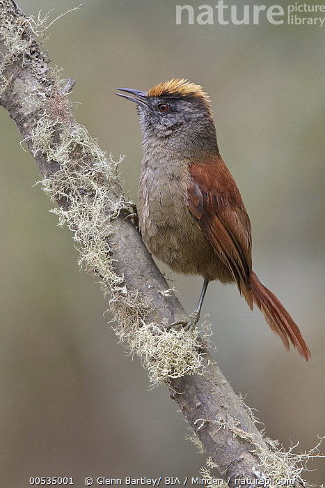 Stock photo of Light-crowned Spinetail (Cranioleuca albiceps), Bolivia ...