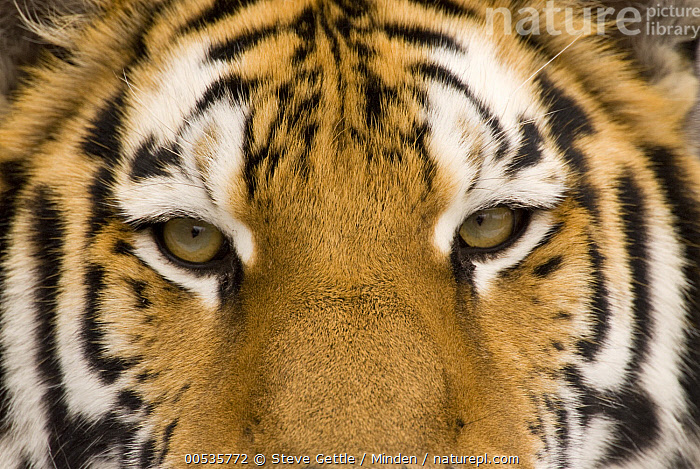 Stock photo of Tiger (Panthera tigris) eyes, native to Asia. Available ...