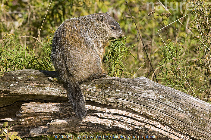 Stock photo of Groundhog (Marmota monax), Howell Nature Center ...