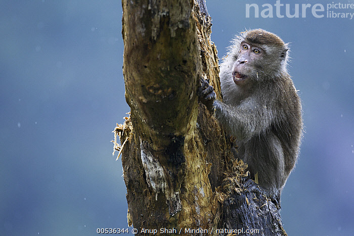 Stock photo of Long-tailed Macaque (Macaca fascicularis) removing loose ...