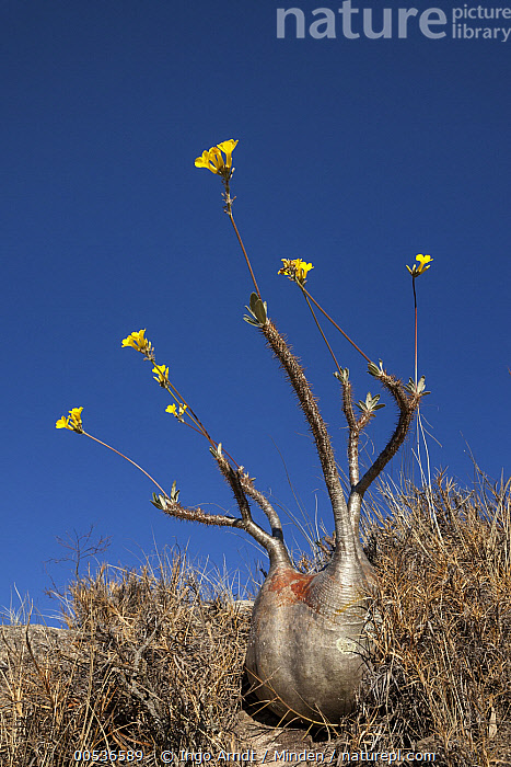 Stock photo of Bottle Tree (Pachypodium rosulatum) flowering, Isalo ...