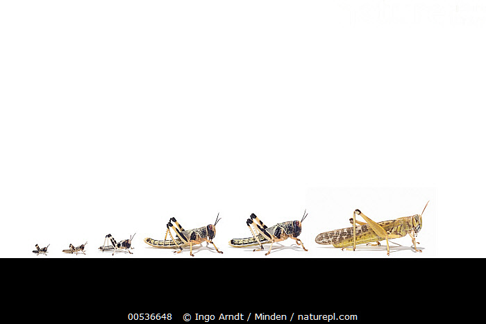 Life Cycle Of A Locust