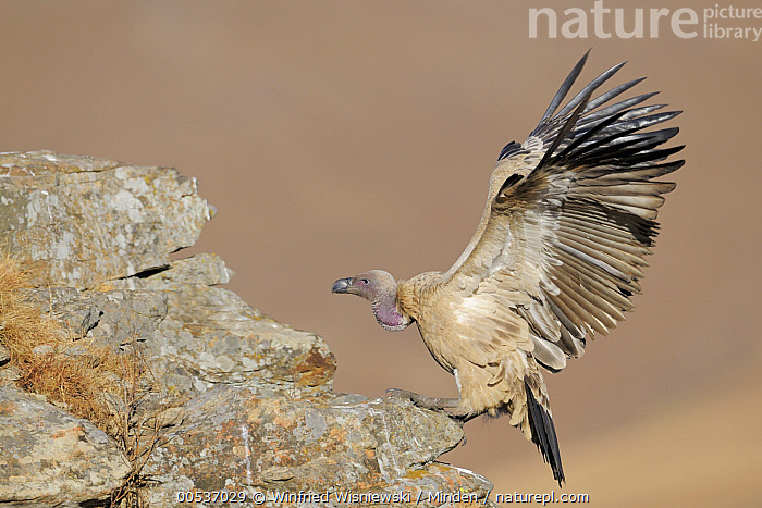 Stock photo of Cape Vulture (Gyps coprotheres), Giant's Castle National ...