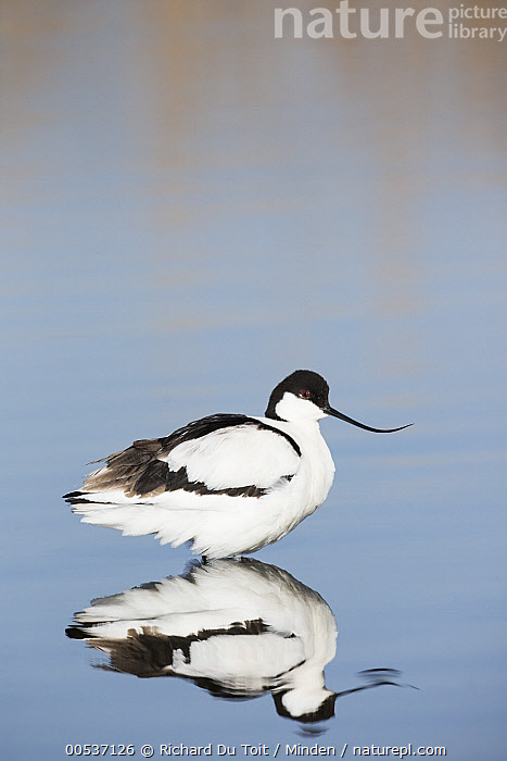 Stock photo of Pied Avocet (Recurvirostra avosetta), Marievale Bird ...