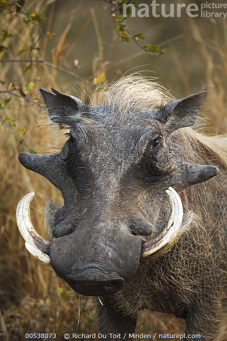 Stock photo of Warthog (Phacochoerus africanus) male, Kruger National ...