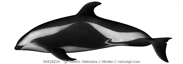 Stock photo of Hourglass Dolphin (Lagenorhynchus cruciger). Available ...