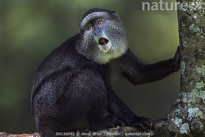 Stock photo of Blue Monkey (Cercopithecus mitis) feeding on fruit ...