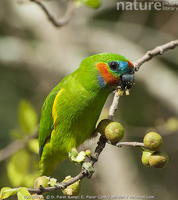 Stock photo of Double-eyed Fig Parrot (Cyclopsitta diophthalma macleayana) feeding on ...