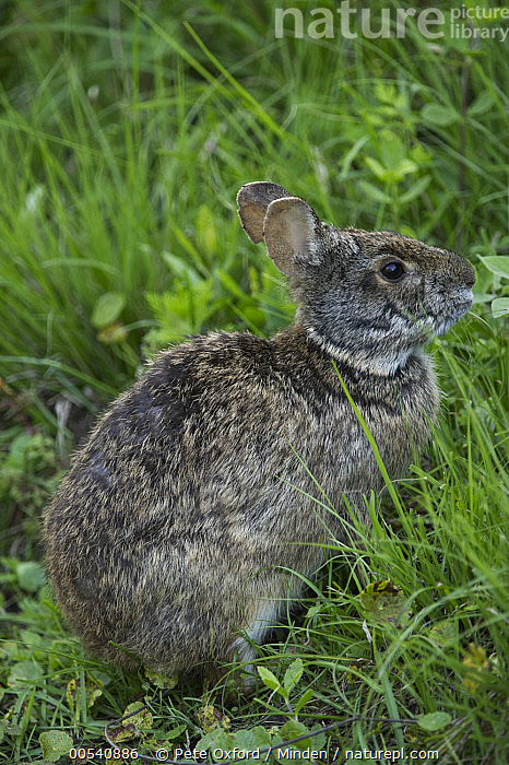Stock photo of Marsh Rabbit (Sylvilagus palustris), Little Saint Simon ...