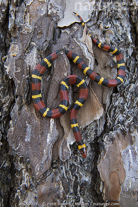 Stock photo of Milk Snake (Lampropeltis triangulum) on tree bark ...
