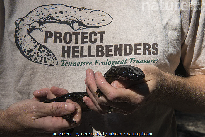 Stock photo of Eastern Hellbender (Cryptobranchus alleganiensis ...