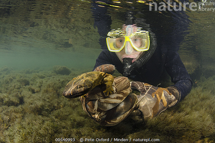 Stock photo of Eastern Hellbender (Cryptobranchus alleganiensis ...