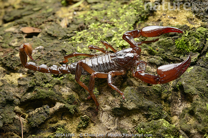 Stock photo of Asian Forest Scorpion (Heterometrus longimanus), Iwahig ...
