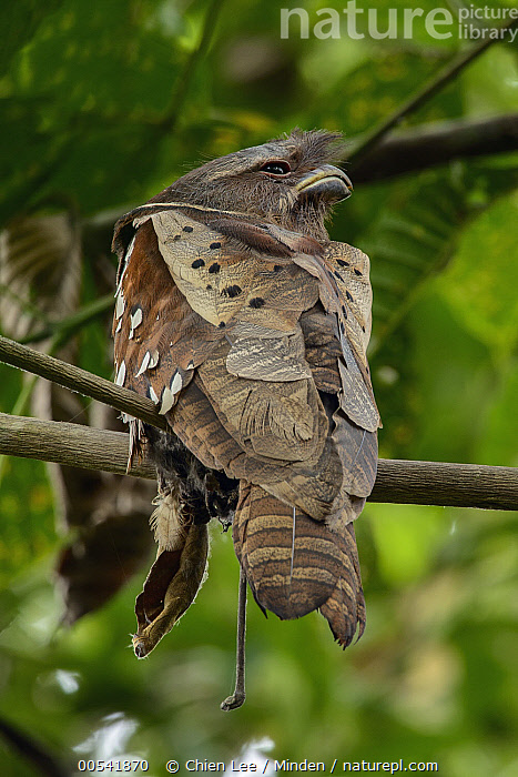 Stock photo of Dulit Frogmouth (Batrachostomus harterti), Borneo ...