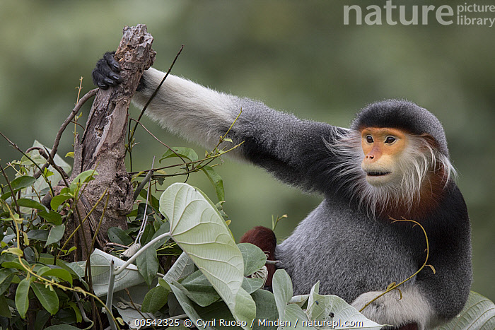 Stock photo of Douc Langur (Pygathrix nemaeus) male in tree, Vietnam ...