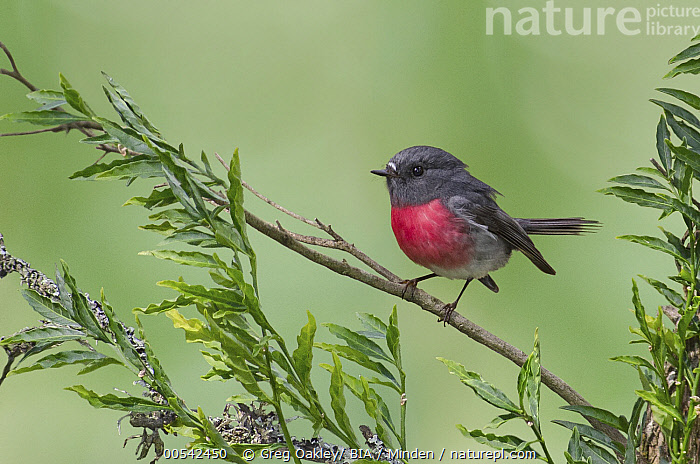 Stock photo of Rose Robin (Petroica rosea) male, Victoria, Australia ...