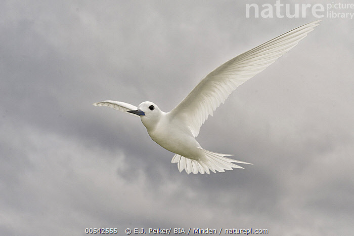 Stock photo of White Tern (Gygis alba) flying, Hawaii. Available for ...
