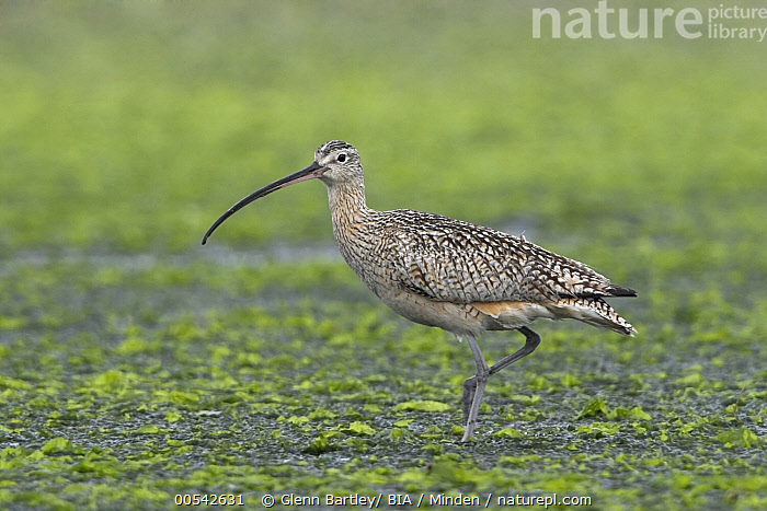Stock photo of Long-billed Curlew (Numenius americanus), British ...