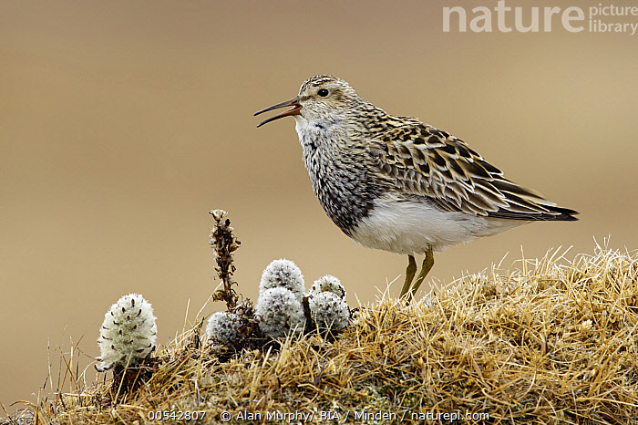 Stock photo of Pectoral Sandpiper (Calidris melanotos) calling, Alaska ...